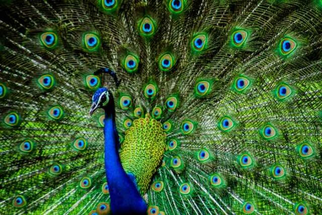 8 Ways To Decorate Your Home With Peacock Blue • That Sweet Tea Life